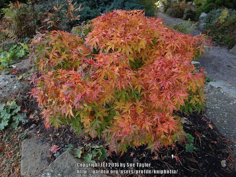 Photo of the entire plant of Dwarf Japanese Maple (Acer palmatum 'Sharp ...