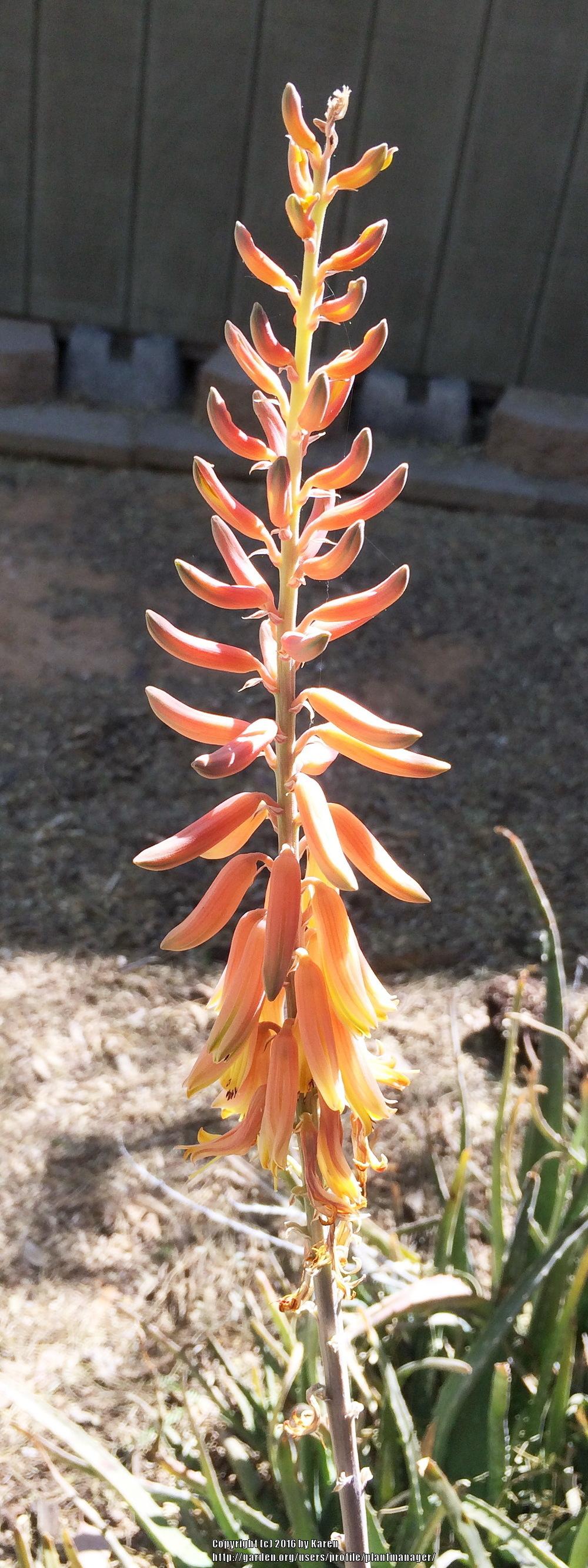 Photo of the bloom of Aloe (Aloe officinalis) posted by plantmanager ...