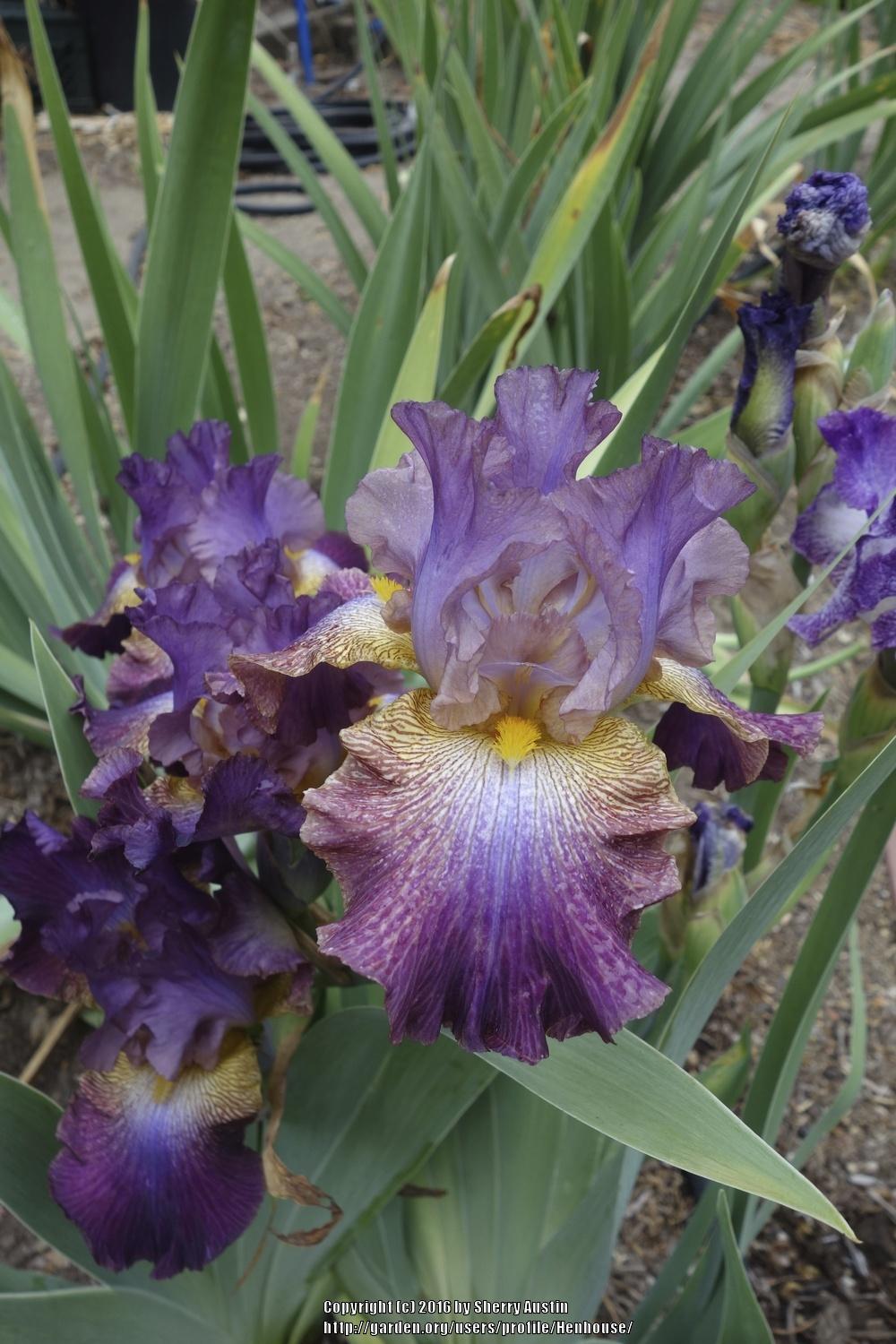 Tall Bearded Iris (Iris 'Starring Encore') in the Irises Database ...