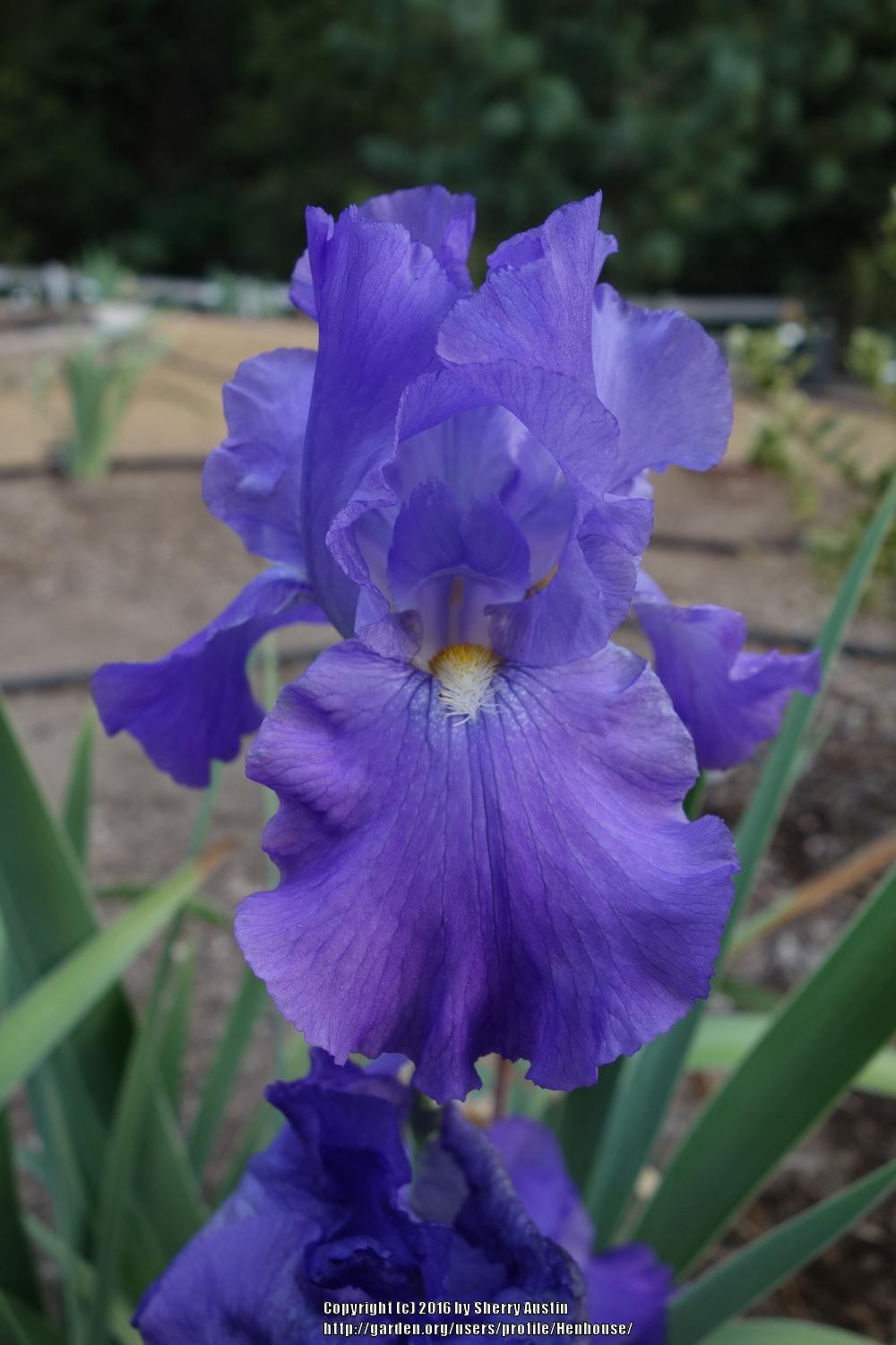 Tall Bearded Iris (Iris 'Feed Back') in the Irises Database - Garden.org
