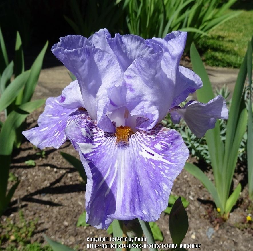 Tall Bearded Iris (Iris 'Gnu') in the Irises Database - Garden.org