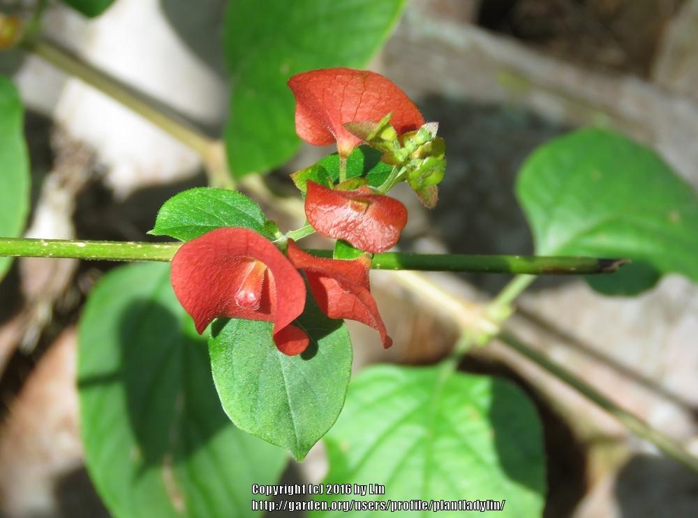 Photo of the bloom of Chinese Hat (Holmskioldia sanguinea) posted by ...