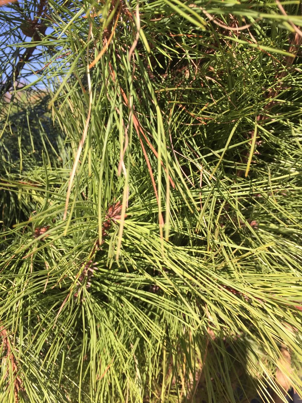 Photo of the leaves of Loblolly Pine (Pinus taeda) posted by ...