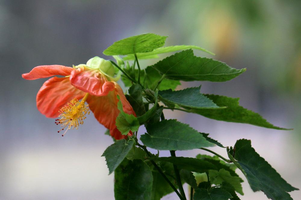 Abutilons: Plant Care and Collection of Varieties - Garden.org