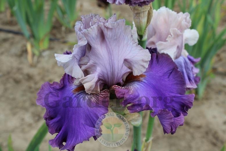 Photo of the bloom of Tall Bearded Iris (Iris 'Dance a Dance') posted ...