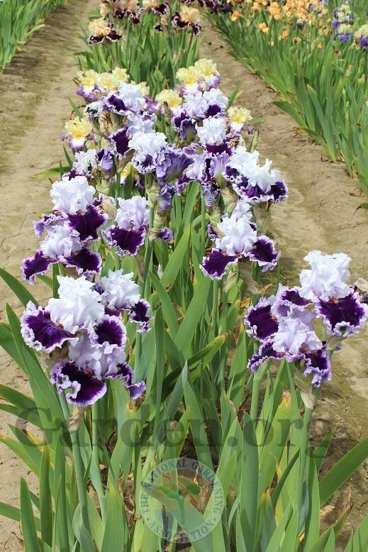 Photo of the bloom of Tall Bearded Iris (Iris 'Daring Deception') posted by HighdesertNiki ...