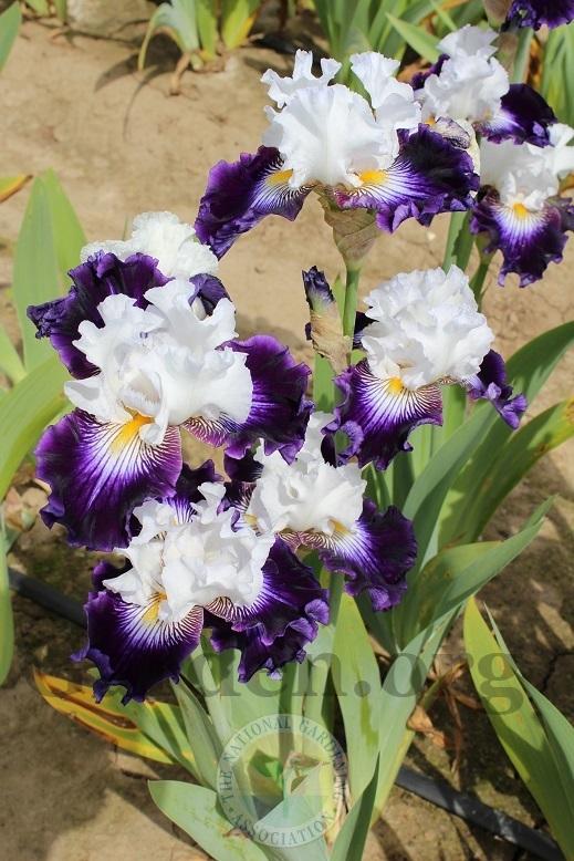 Photo of the bloom of Tall Bearded Iris (Iris 'Dancing Star') posted by ...