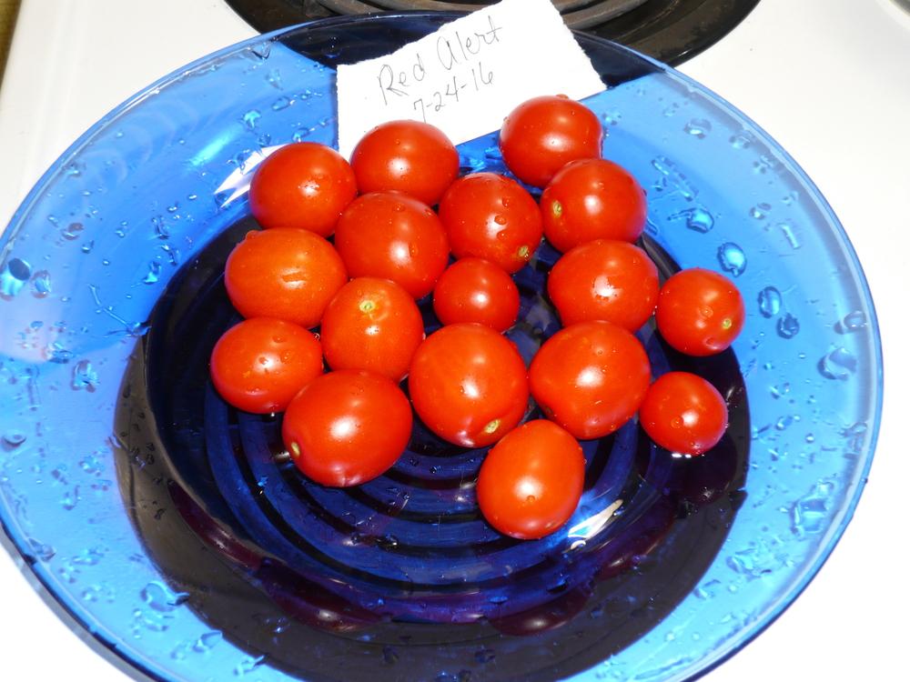 Tomato (Solanum lycopersicum 'Red Alert') in the Tomatoes Database ...