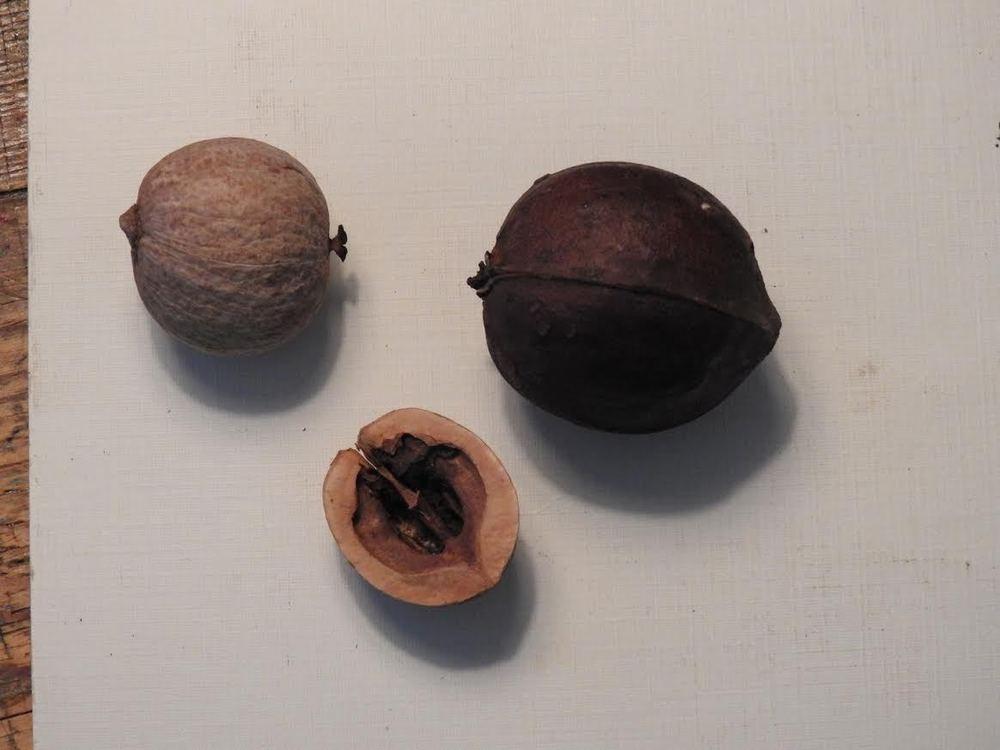 Tennessee Nut ID in the Plant ID forum - Garden.org