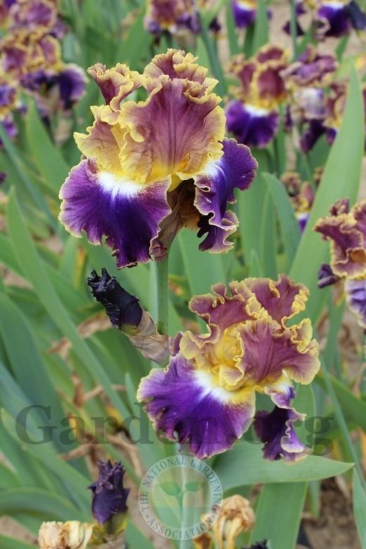 Photo of the bloom of Tall Bearded Iris (Iris 'Fancy Ideas') posted by ...