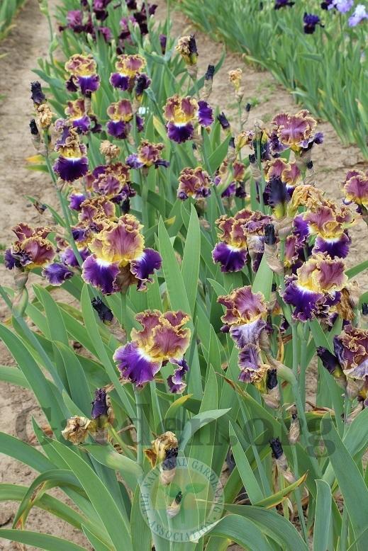 Photo of the bloom of Tall Bearded Iris (Iris 'Fancy Ideas') posted by ...