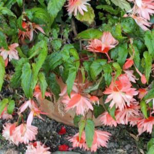 Begonia Belleconia™ Soft Orange in the Begonias Database - Garden.org