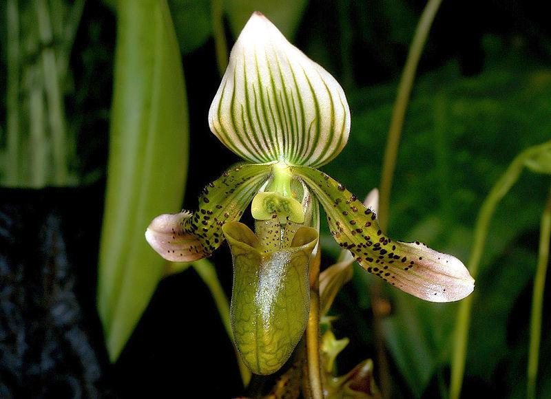Schoser's Paphiopedilum (Paphiopedilum schoseri) - Garden.org