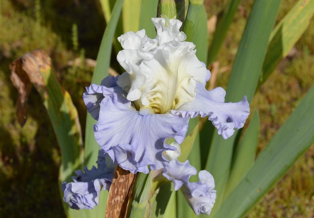 Photo of the bloom of Tall Bearded Iris (Iris 'Innocent Miss') posted ...