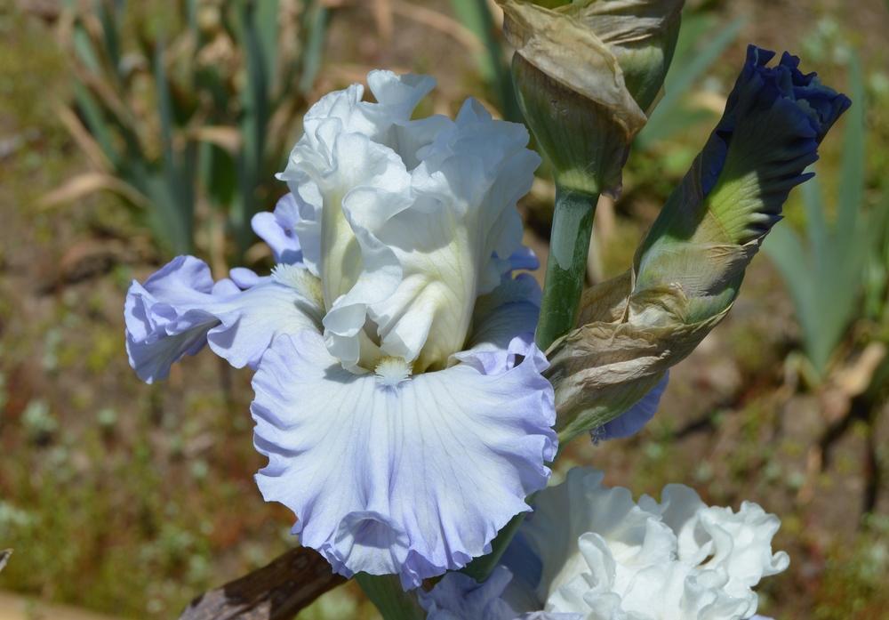 Photo of the bloom of Tall Bearded Iris (Iris 'Innocent Miss') posted ...