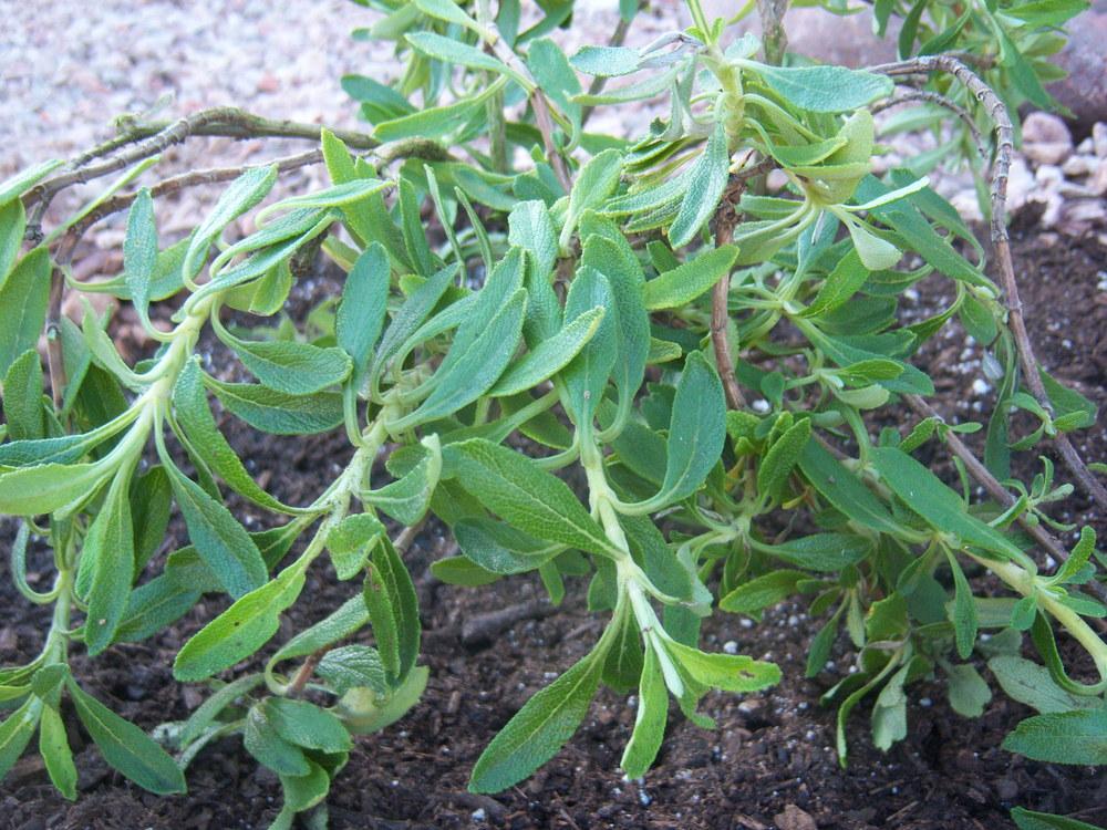Photo of the entire plant of Black Sage (Salvia mellifera 'Terra Seca ...