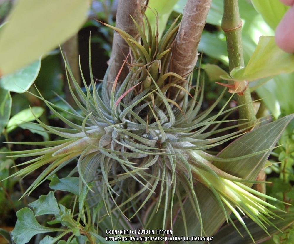 Air Plants: Plant Care and Collection of Varieties - Garden.org