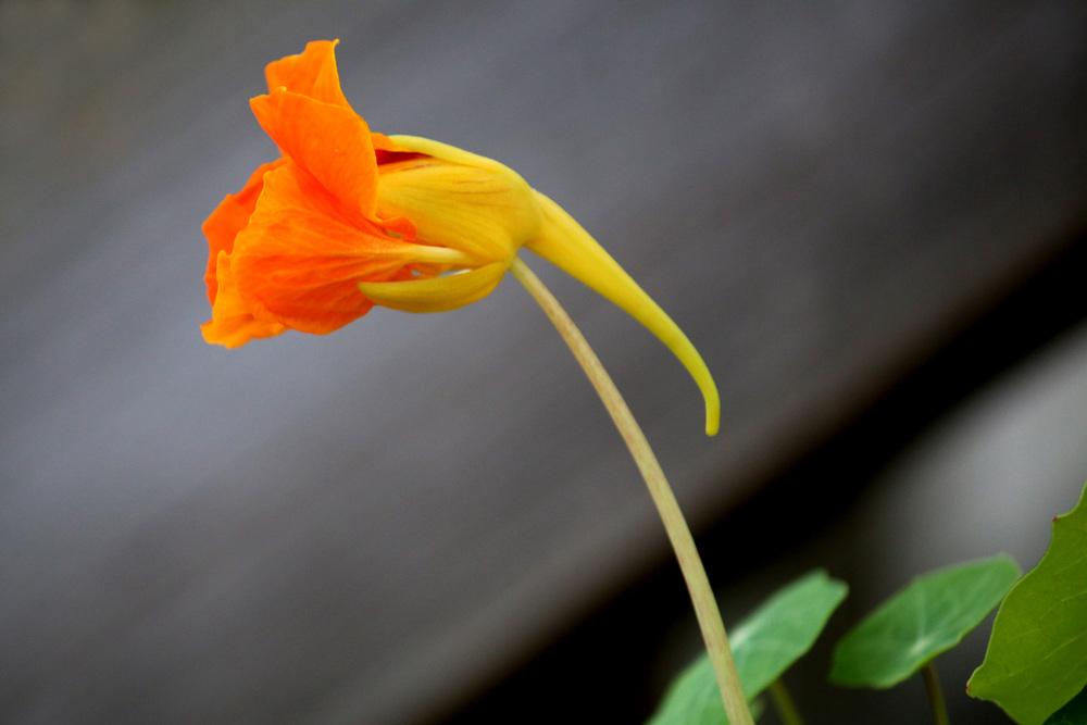 Garden Nasturtiums: Plant Care and Collection of Varieties - Garden.org