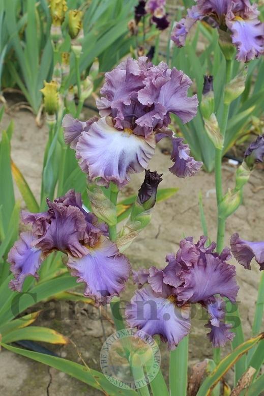 Photo of the bloom of Tall Bearded Iris (Iris 'French Lavender') posted ...