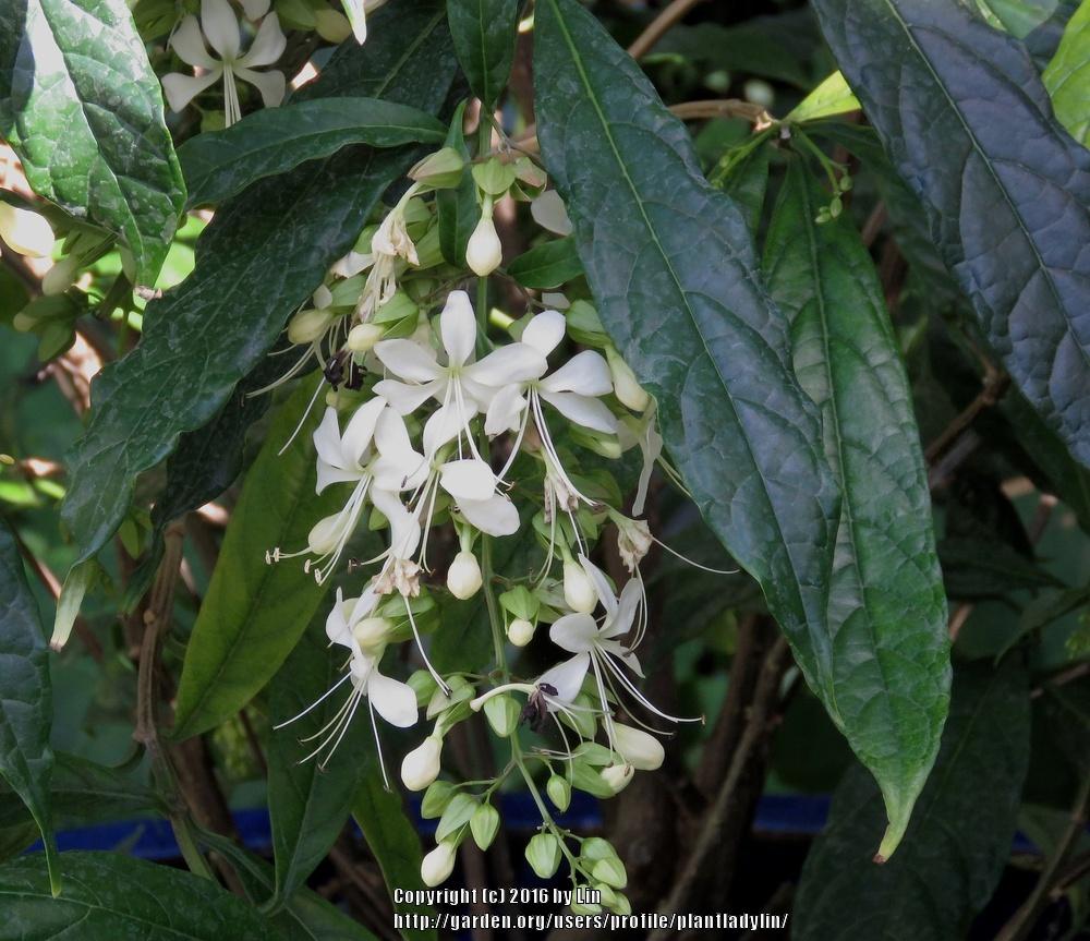 Photo of the bloom of Nodding Clerodendrum (Clerodendrum wallichii ...