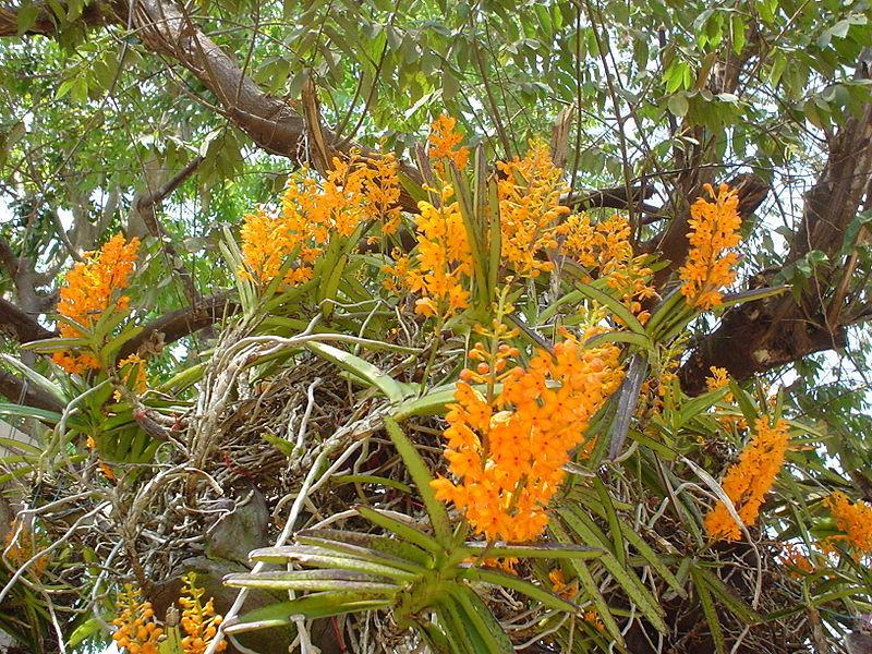 Orchid (Vanda miniata) - Garden.org