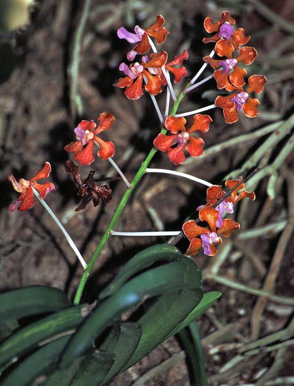 Orchid (Vanda limbata) - Garden.org