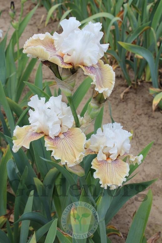 Photo of the bloom of Tall Bearded Iris (Iris 'Hello Darling') posted ...