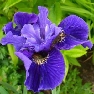 Siberian Iris (Iris 'Ruffled Velvet') in the Irises Database - Garden.org