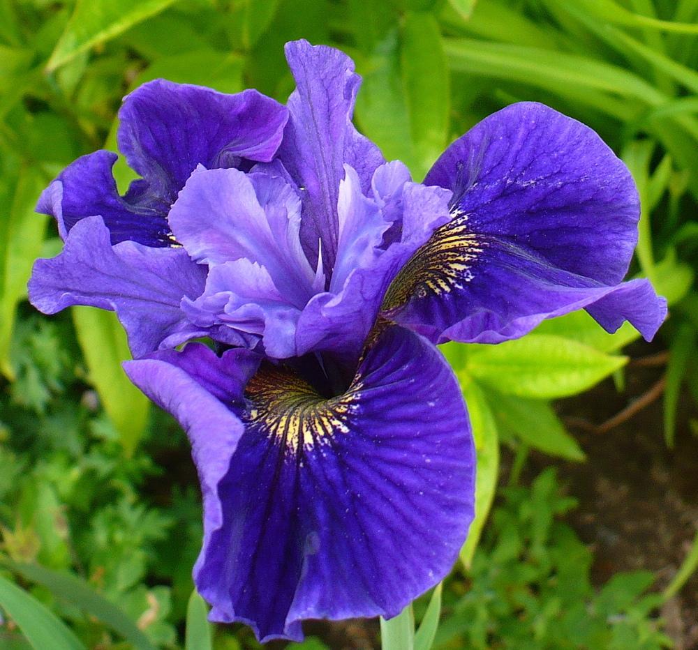 Photo of the bloom of Siberian Iris (Iris 'Ruffled Velvet') posted by ...