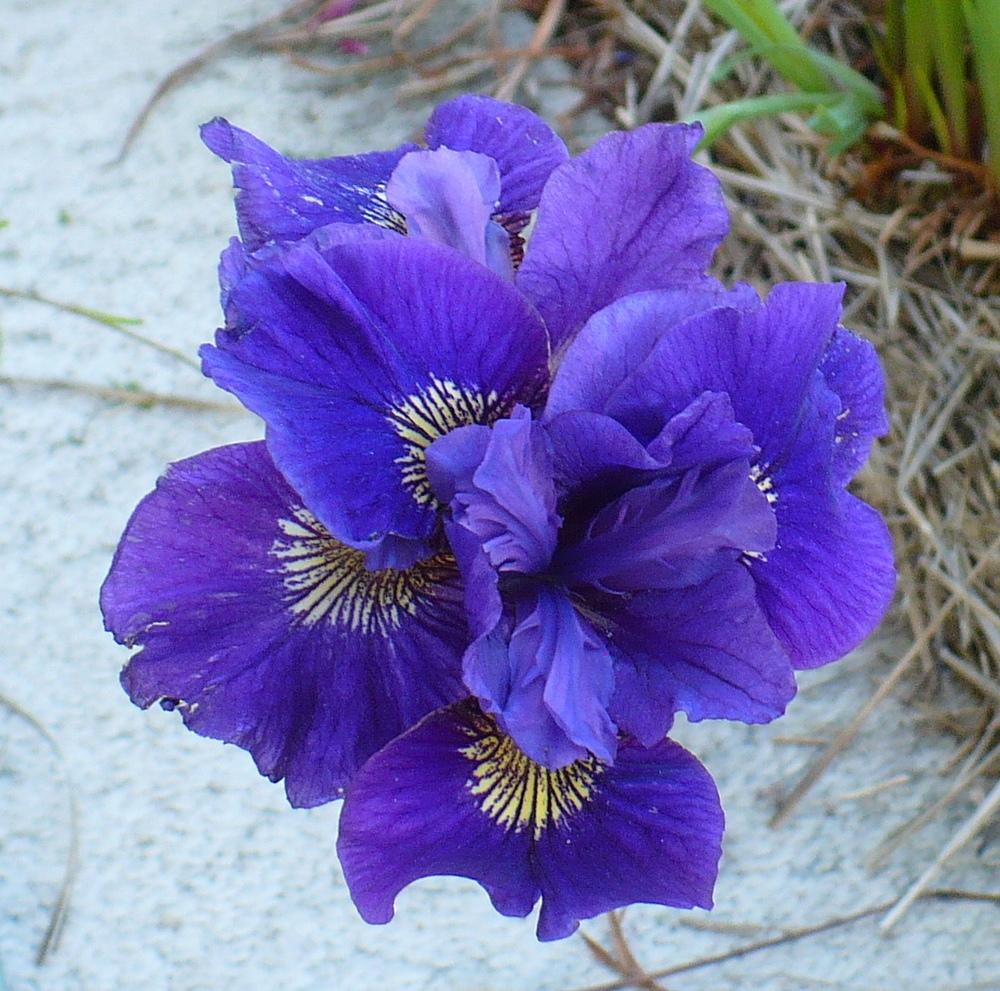 Photo of the bloom of Siberian Iris (Iris 'Ruffled Velvet') posted by ...