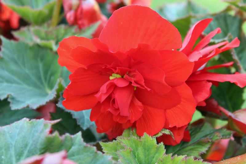 Begonia 'Superba Scarlet' in the Begonias Database - Garden.org
