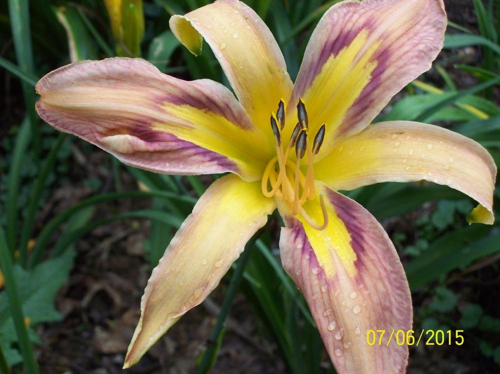 Daylily (Hemerocallis 'Aliquippa Feathers') in the Daylilies Database - Garden.org