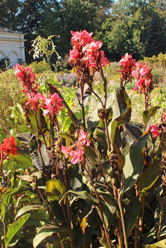 Canna Lily (Canna x generalis 'La Gloire') in the Cannas Database ...