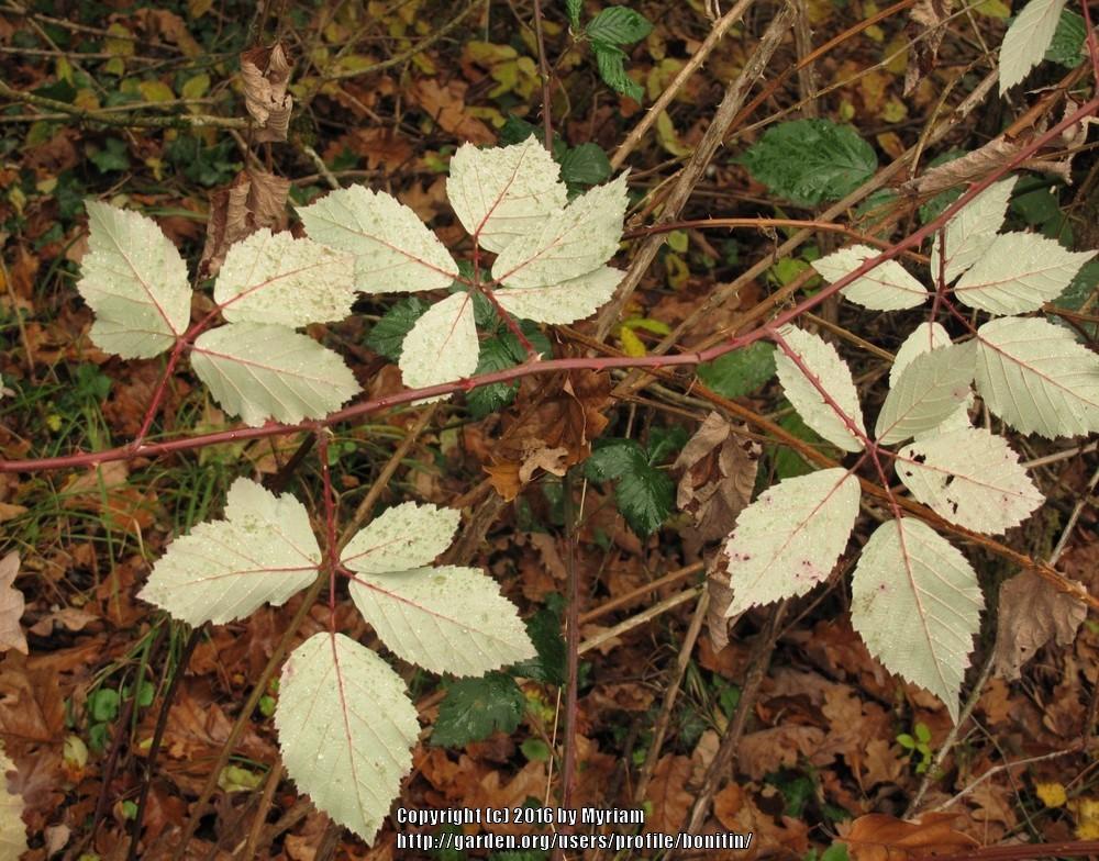 Photo of the leaves of Himalayan Blackberry (Rubus armeniacus) posted ...