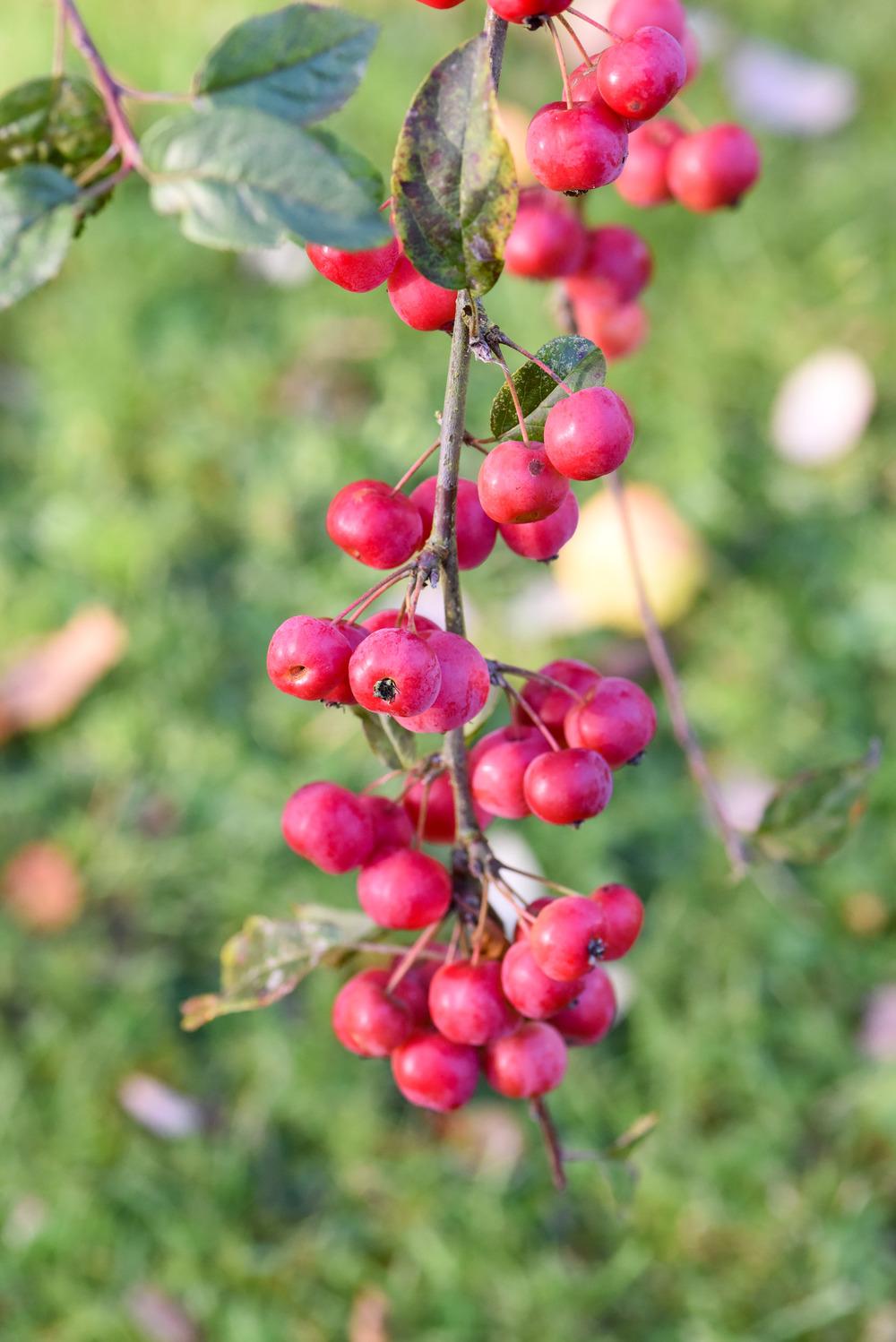 Photo of the fruit of Crabapple (Malus 'Cardinal') posted by cliftoncat ...