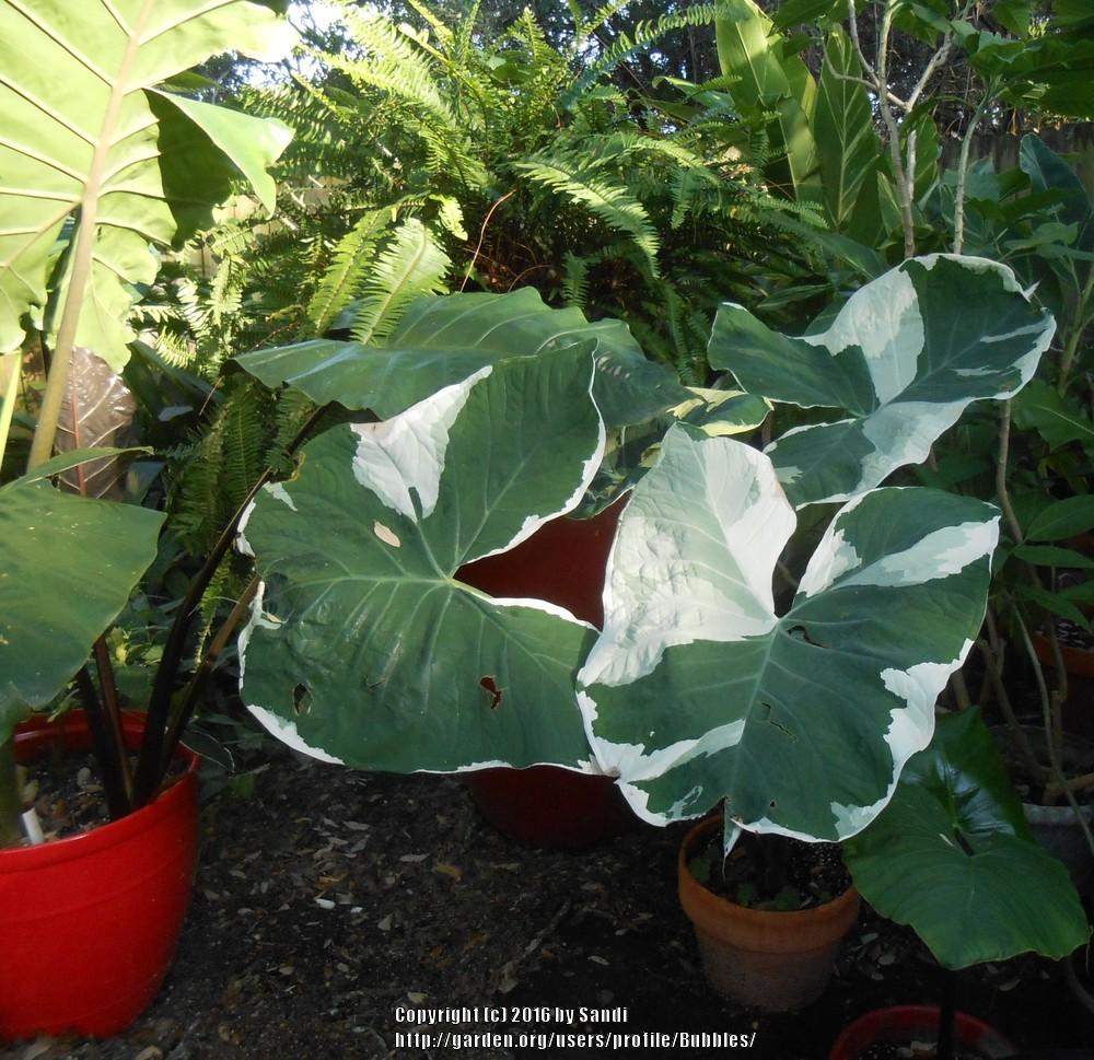 Photo of the leaves of Arrow Leaf Elephant's Ear (Xanthosoma ...
