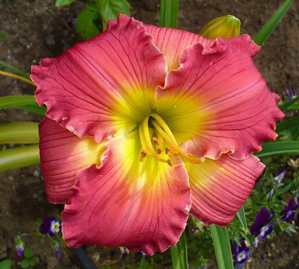 Photo of the bloom of Daylily (Hemerocallis 'Rose Masterpiece') posted ...