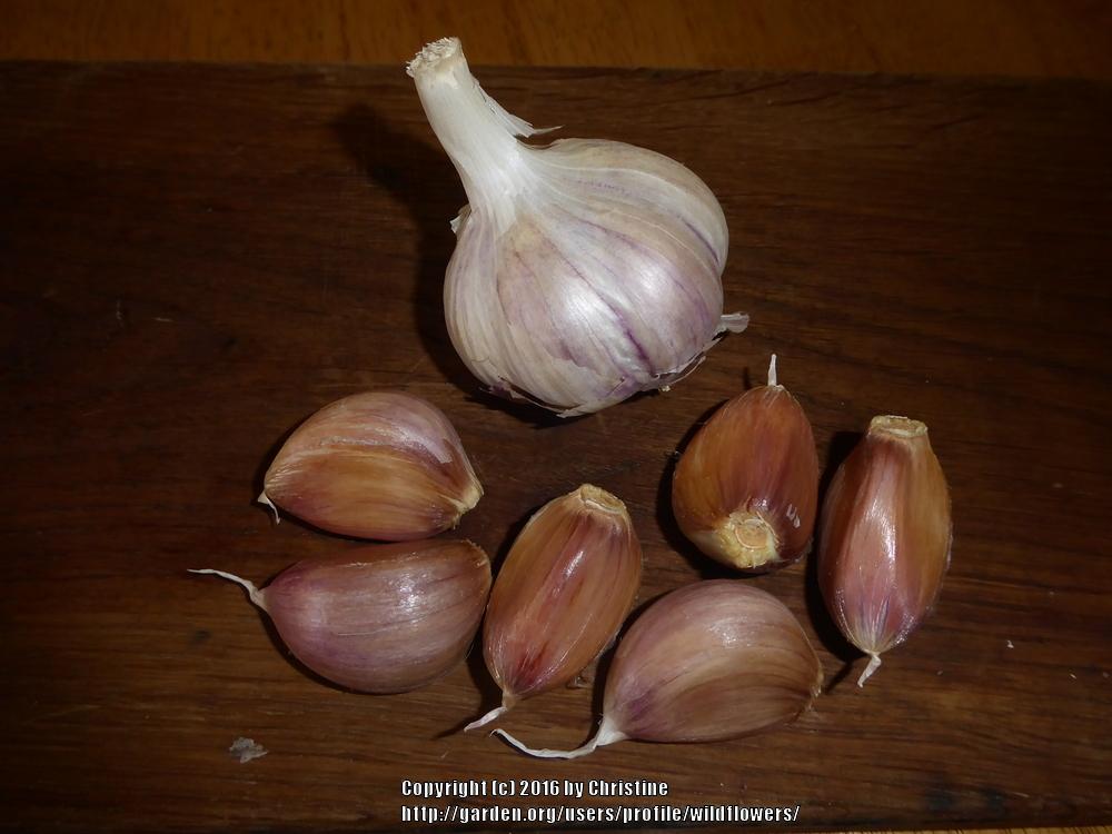 Garlic (Allium sativum 'Spanish Roja') in the Garlic Database - Garden.org