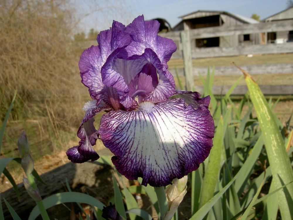 Tall Bearded Iris (Iris 'Double Shot') in the Irises Database - Garden.org
