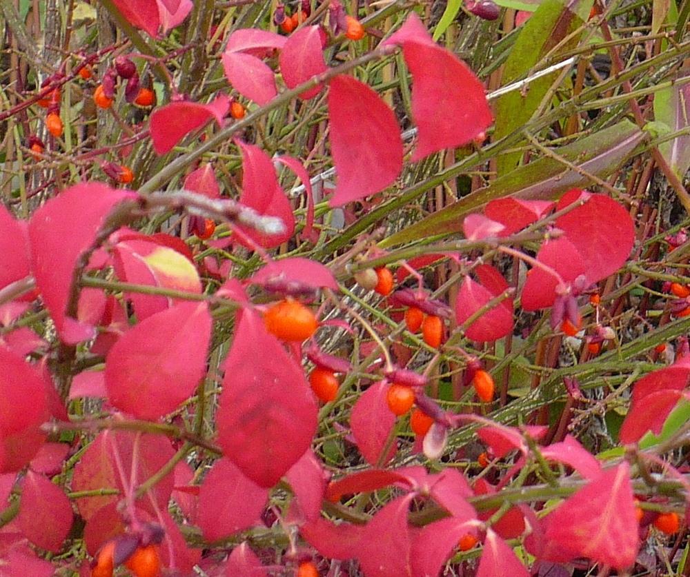 Photo of the seeds of Dwarf Burning Bush (Euonymus alatus 'Compactus ...