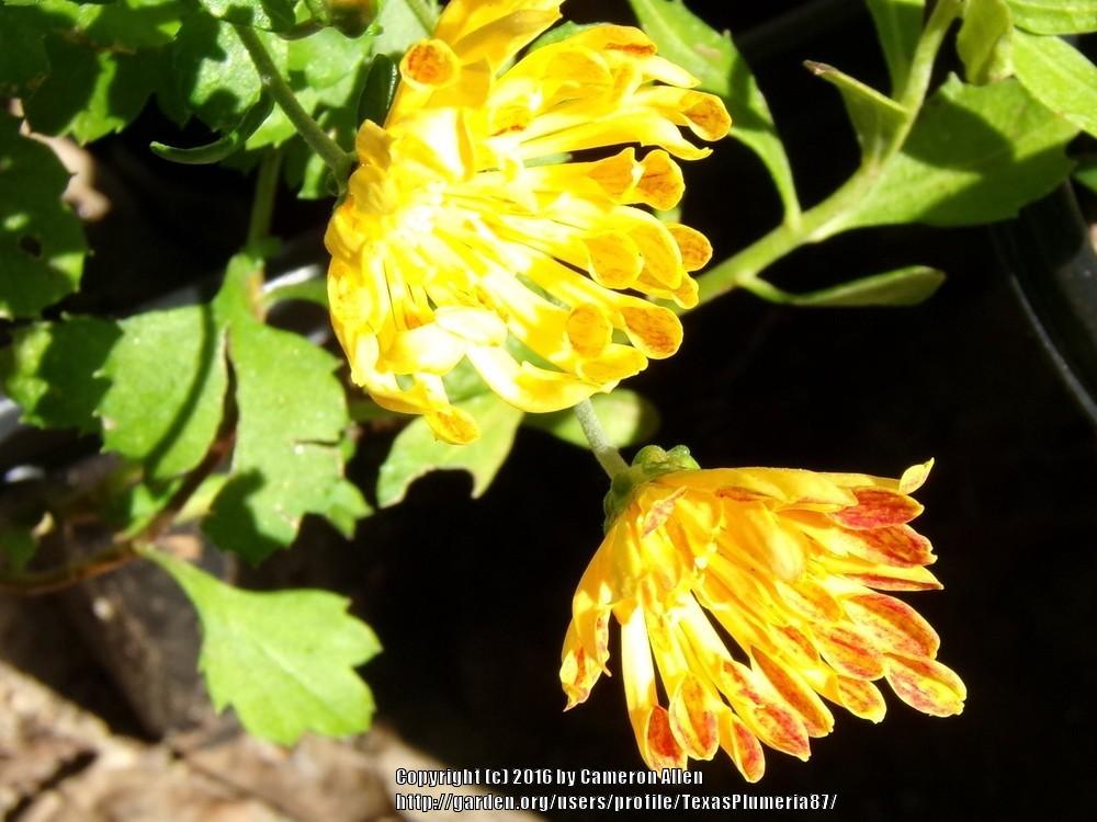 Photo of the bloom of Mum (Chrysanthemum 'Matchsticks') posted by ...