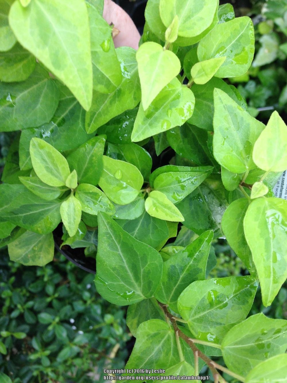 Ivy (Hedera helix 'Pamela') - Garden.org