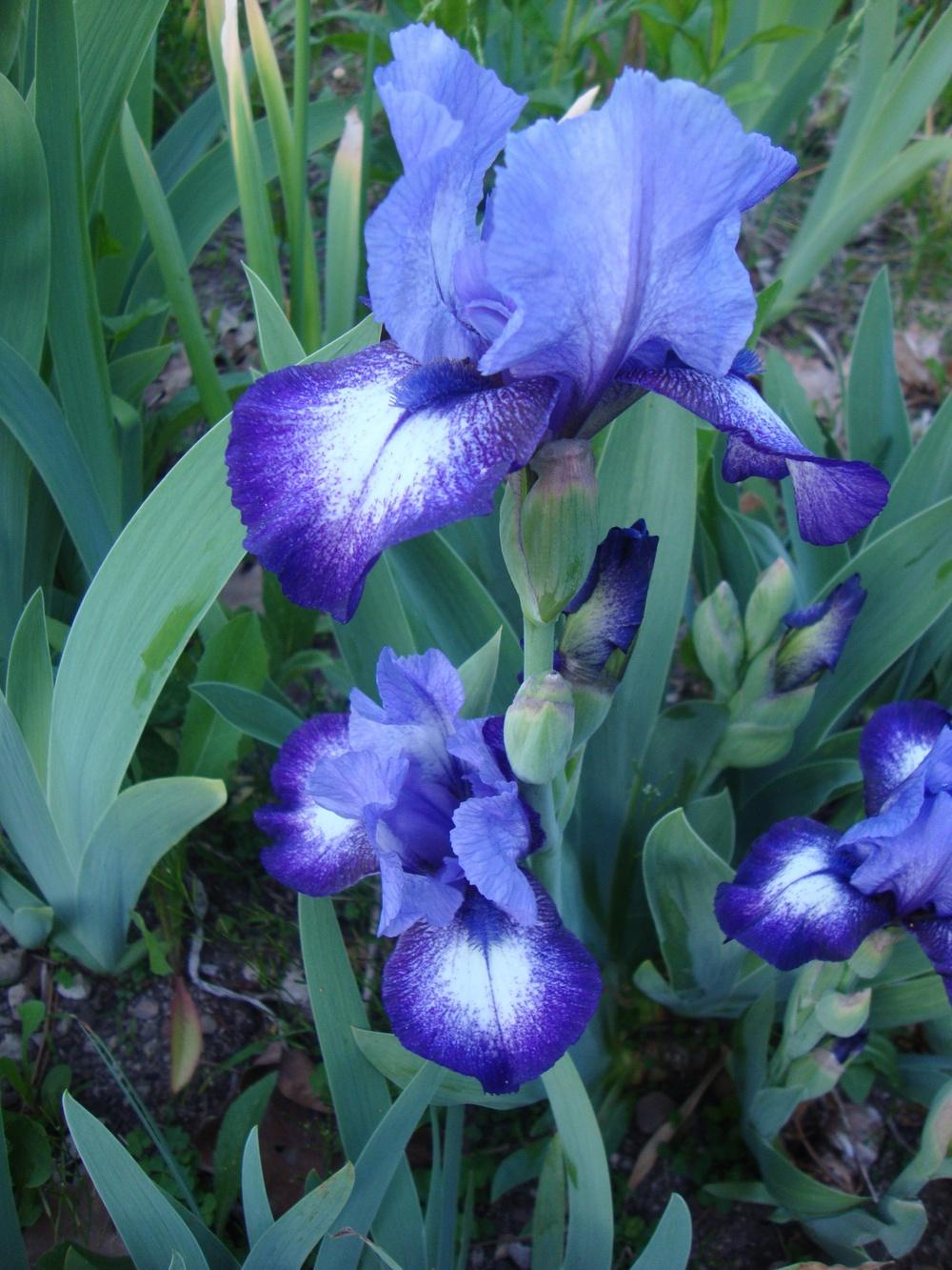 Photo of the bloom of Intermediate Bearded Iris (Iris 'Infinity Ring ...