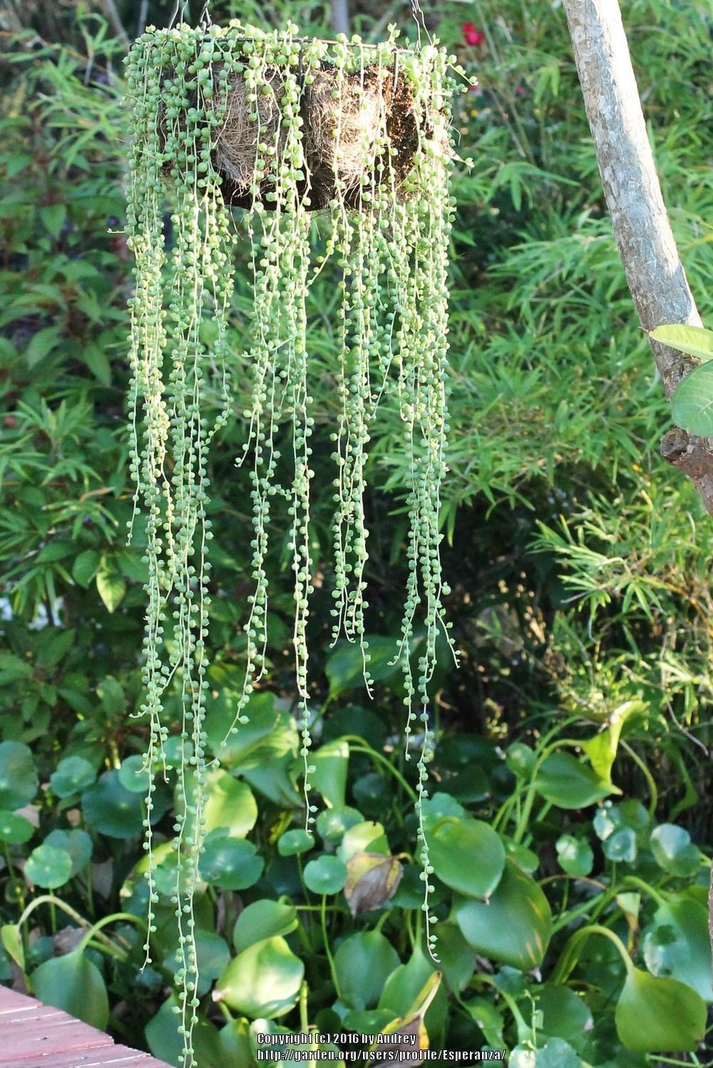 Photo of the entire plant of String of Pearls (Curio rowleyanus) posted ...