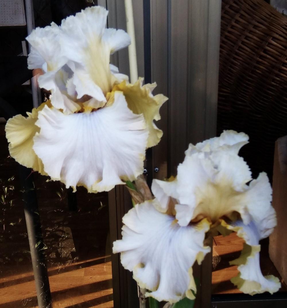 Tall Bearded Iris (Iris 'Oh She Said') in the Irises Database - Garden.org
