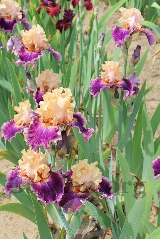 Photo of the bloom of Tall Bearded Iris (Iris 'Rasputin') posted by ...