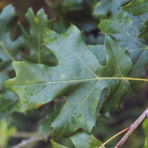 Maple-leaf Oak (Quercus acerifolia) - Garden.org