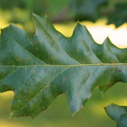 Oracle Oak (Quercus x morehus) - Garden.org