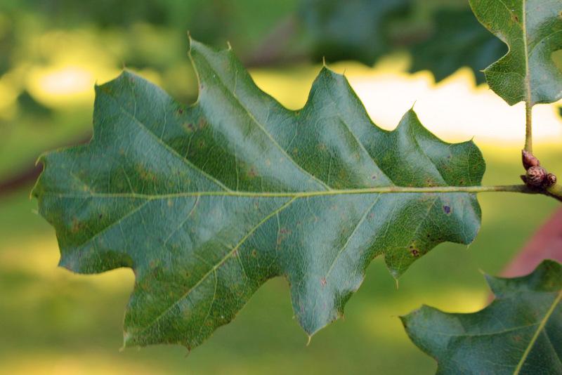 Oracle Oak (Quercus x morehus) - Garden.org