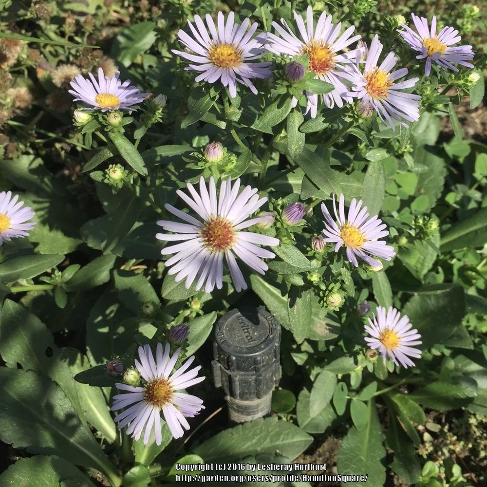 Pacific Aster (Symphyotrichum chilense 'Point Saint George') in the ...
